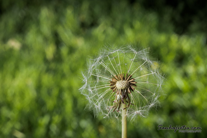 Pienene vakara fotogrāfijā - Stories by Sanhajietis